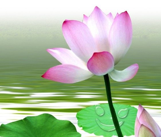 Lotus Flower Oils Pure Lotus Oil Wholesale Suppliers and Manufacturers